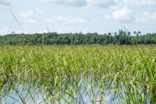 5 Things You Should Know About Minnesota's Wetlands, And Why They Need ...